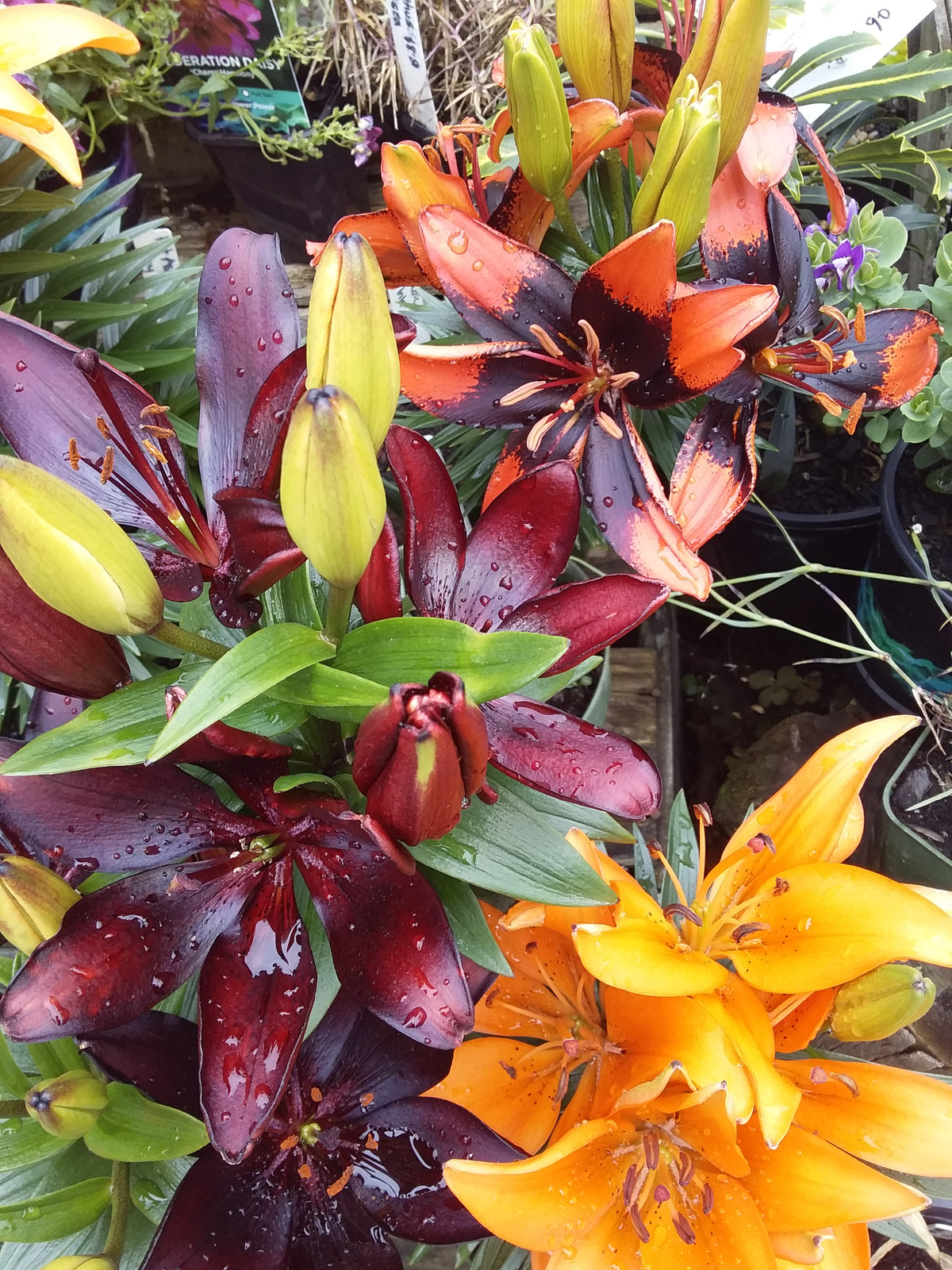Lillies – The Fruitful Potager