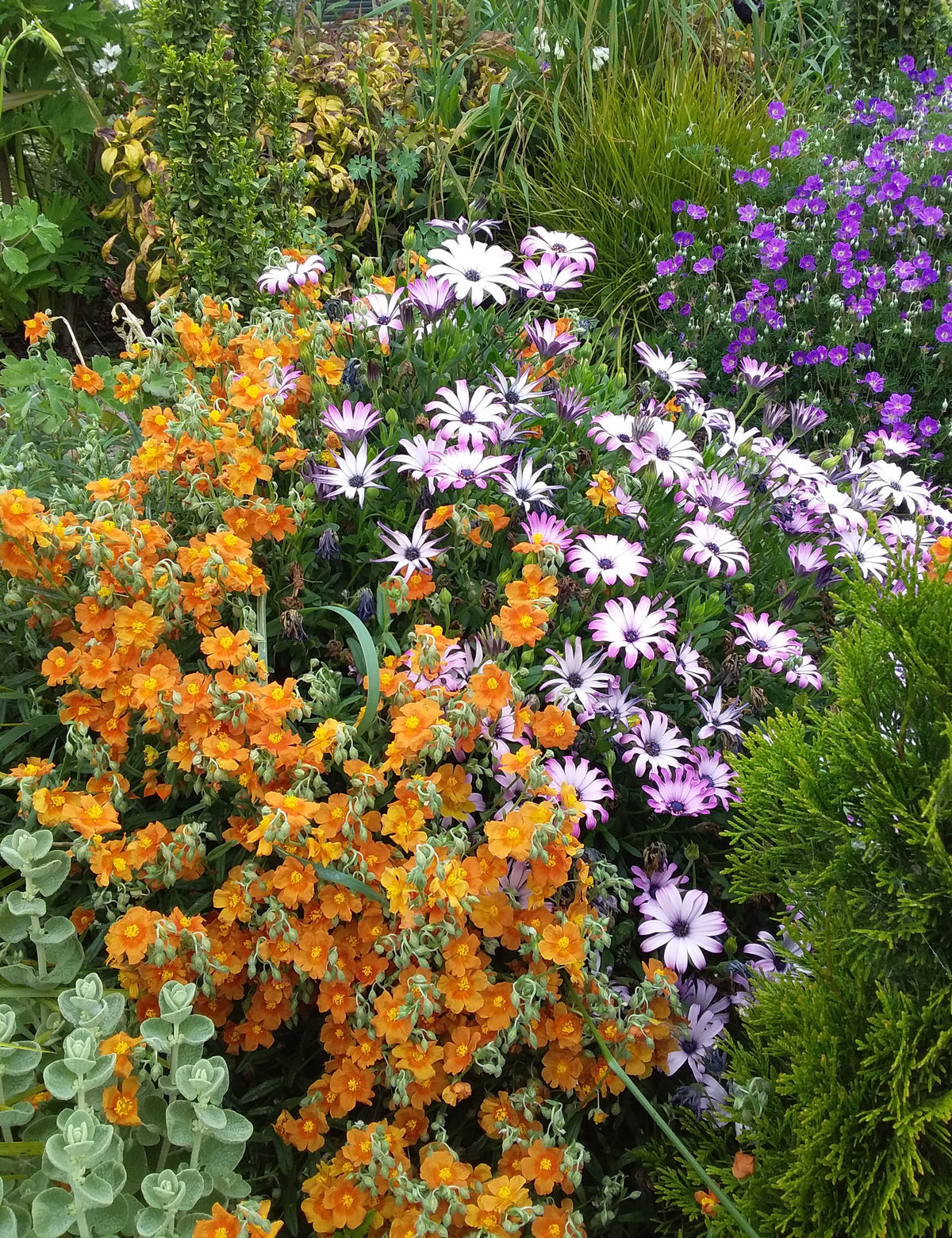 Broad Bean Dwarf Early Green – The Fruitful Potager