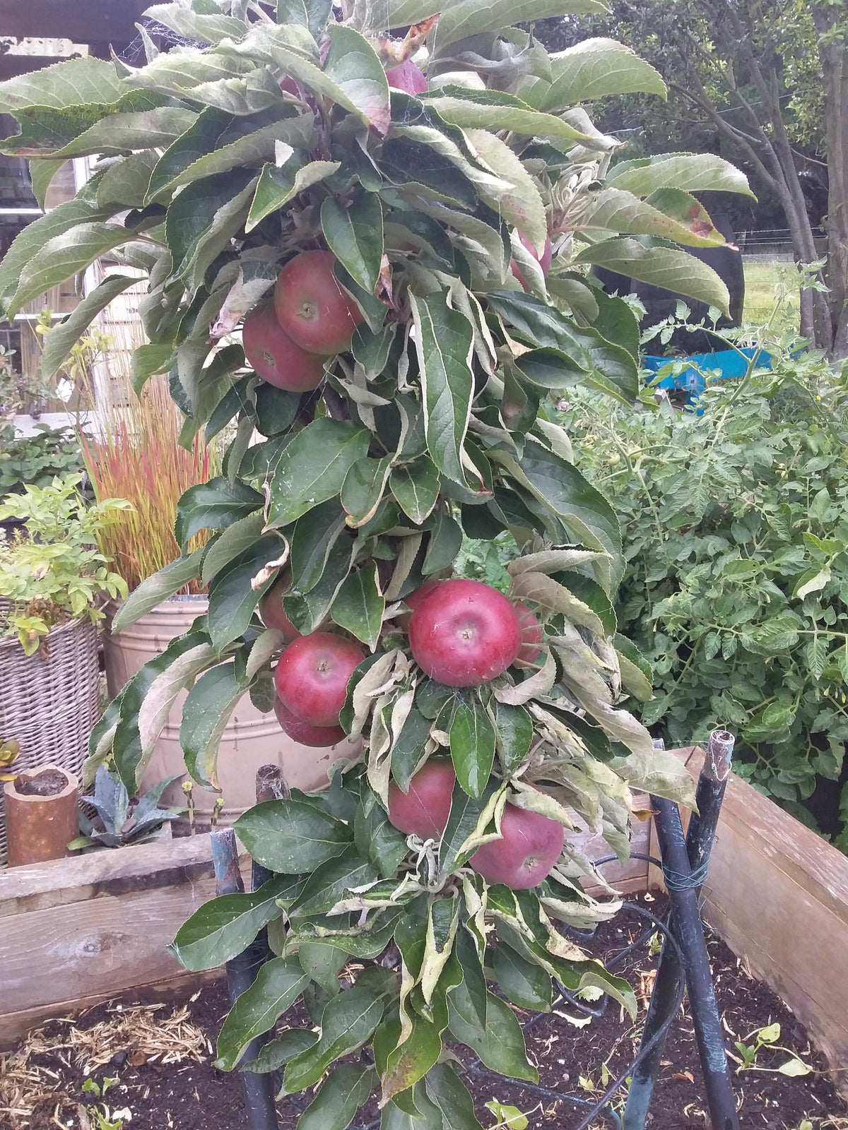 Dwarf Fruit Trees in Stock – The Fruitful Potager