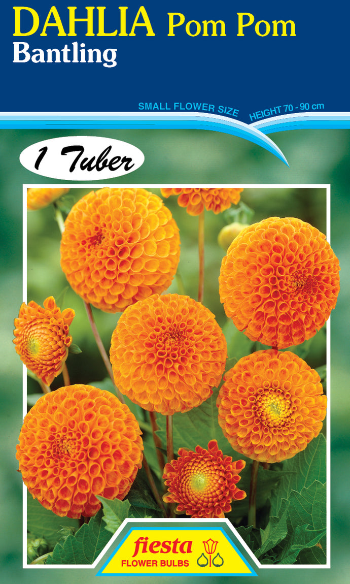 Dahlia – The Fruitful Potager