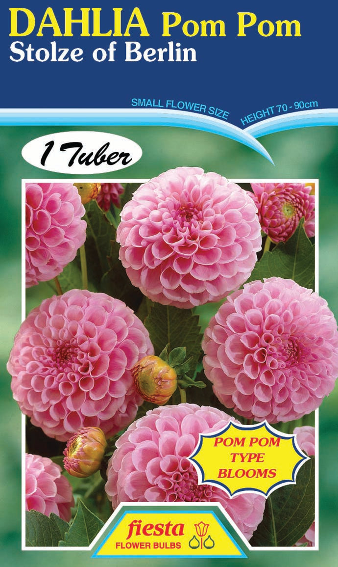Dahlia – The Fruitful Potager