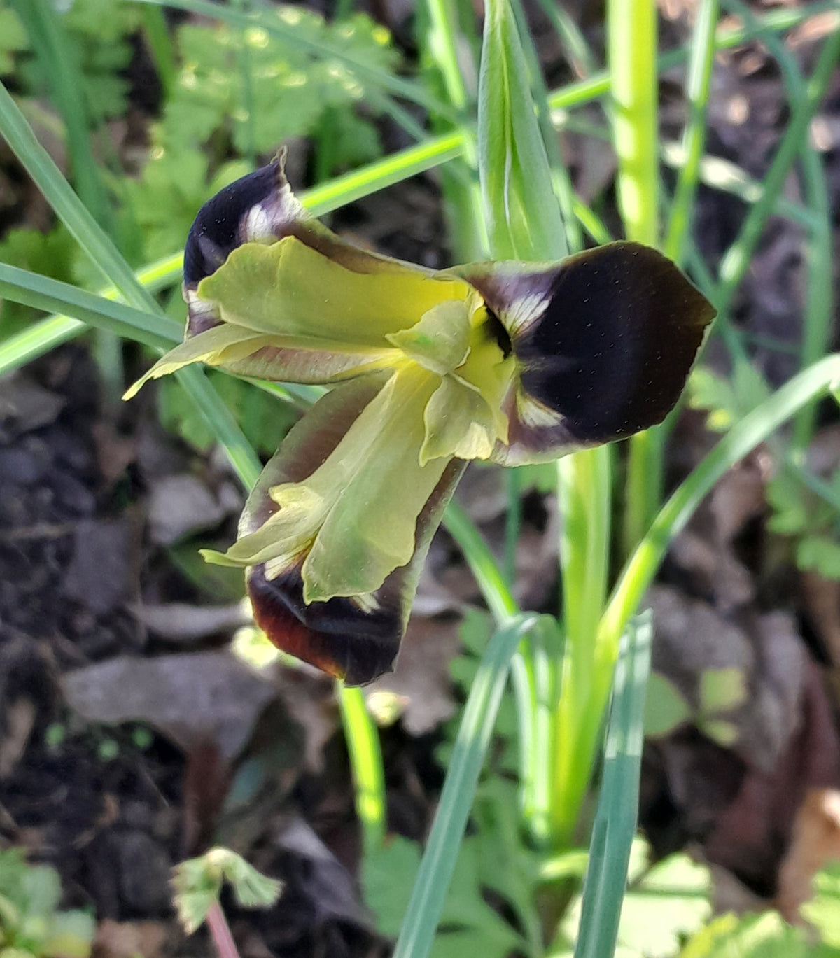 Hermodactylus tuberosus (Snake's head iris) – The Fruitful Potager