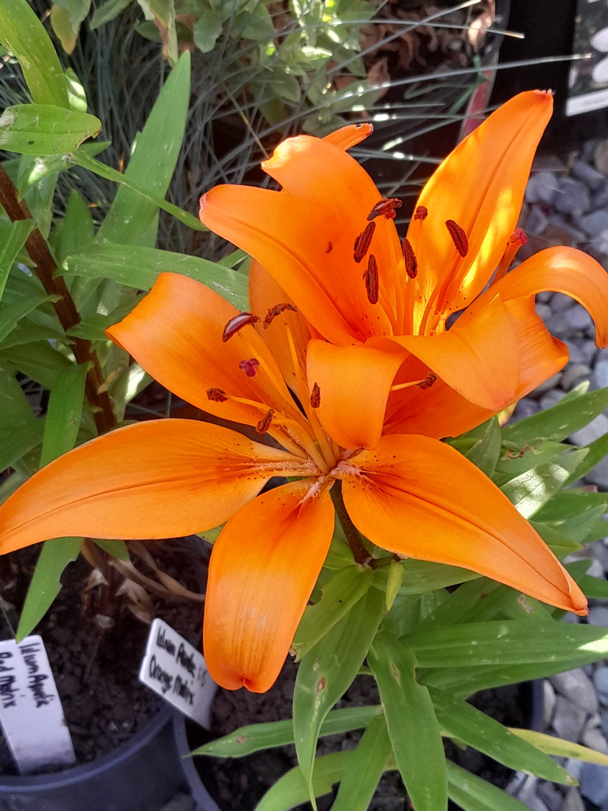 Lily Asiatic dwarf Orange Matrix – The Fruitful Potager