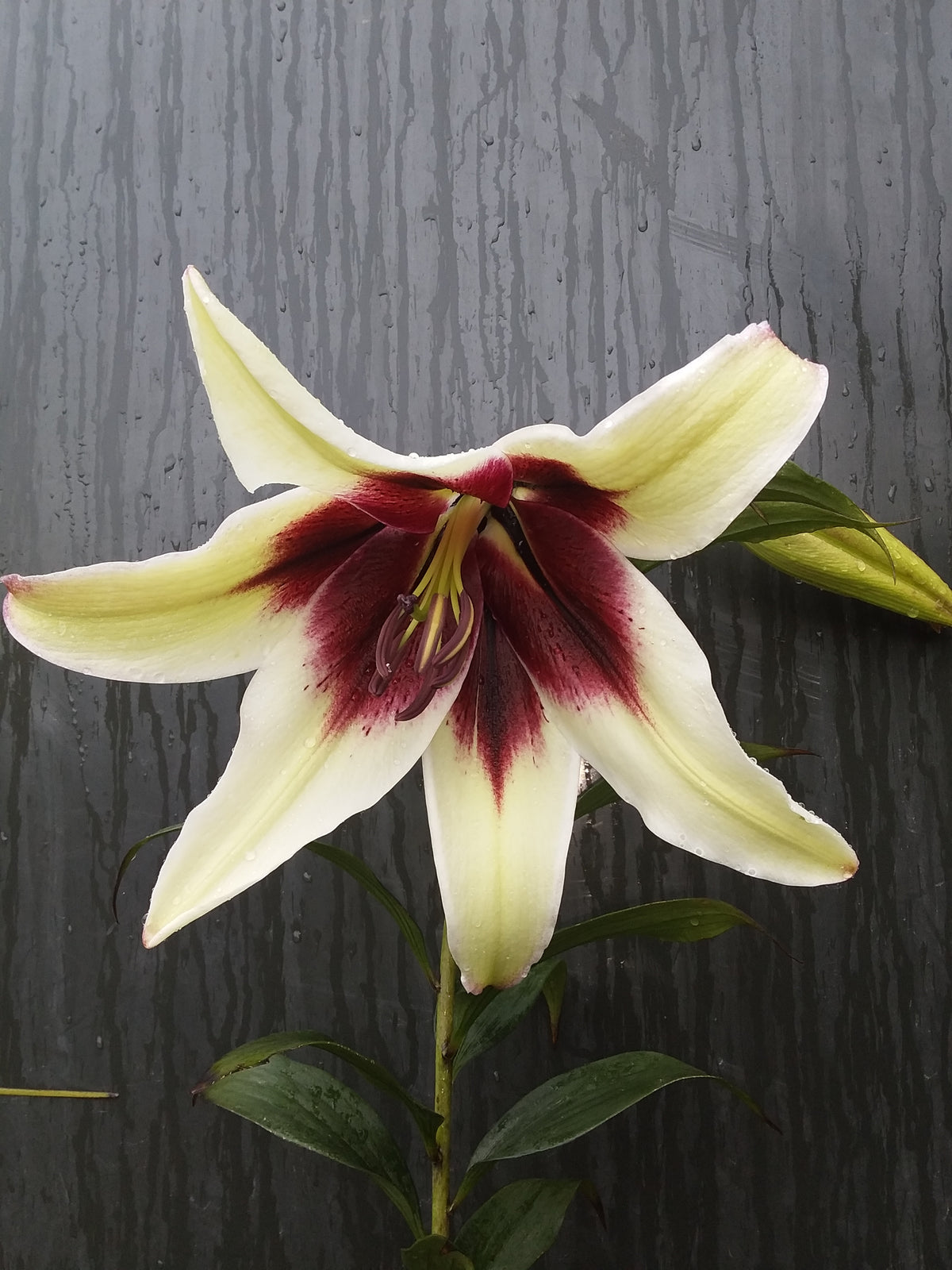 Lily Oriental hybrid Zeba – The Fruitful Potager