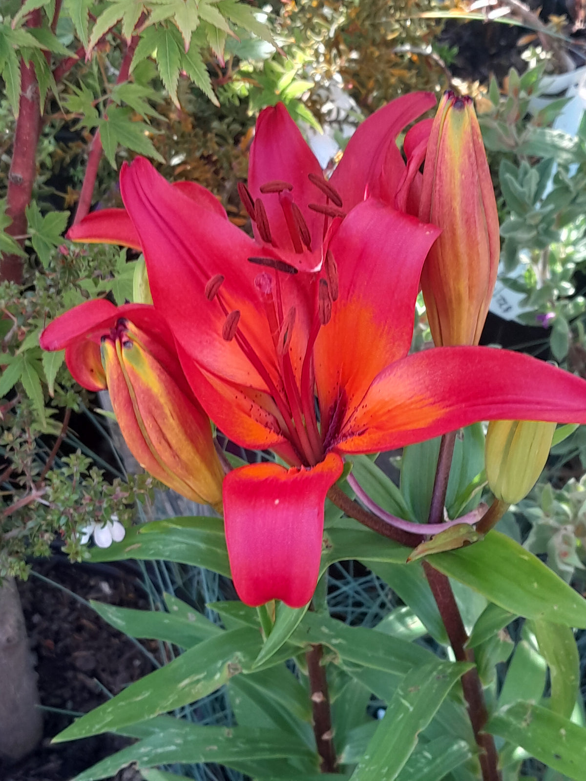 Lily Asiatic dwarf Red Matrix – The Fruitful Potager